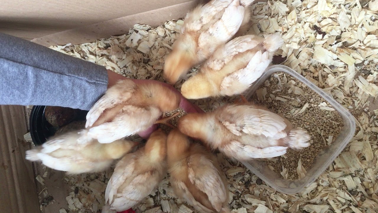 Chicks! Another random chick video! - YouTube