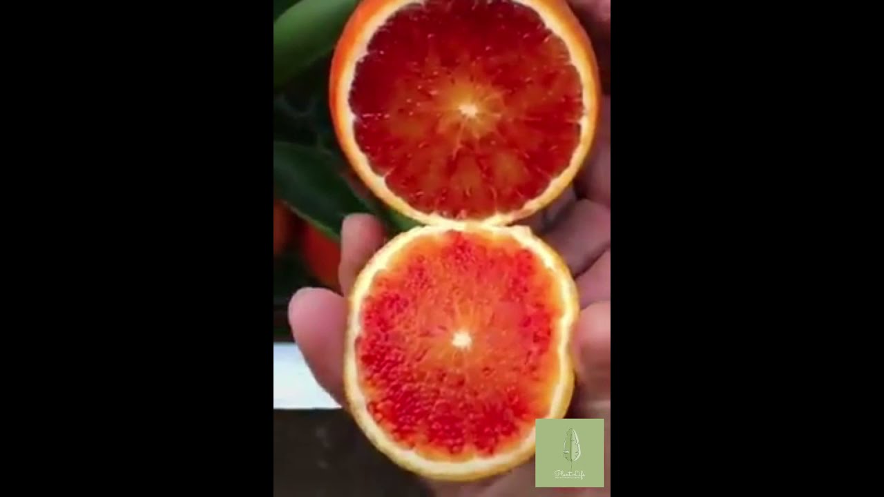How to Chop Fruits on The Tree | Amazing Fruits Cutting Skills | Plant ...