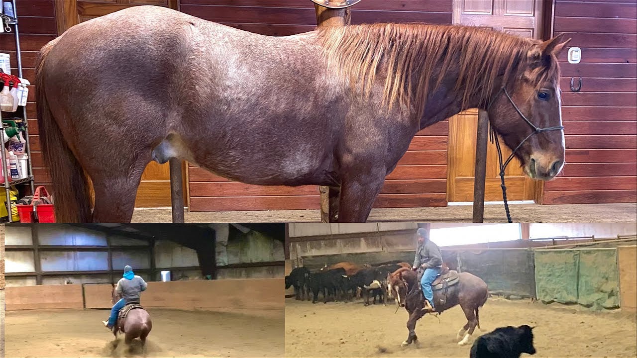 DANSANNMAN- 2019 Stallion by SANNMAN- Big Sky Horse Sales, LLC - YouTube