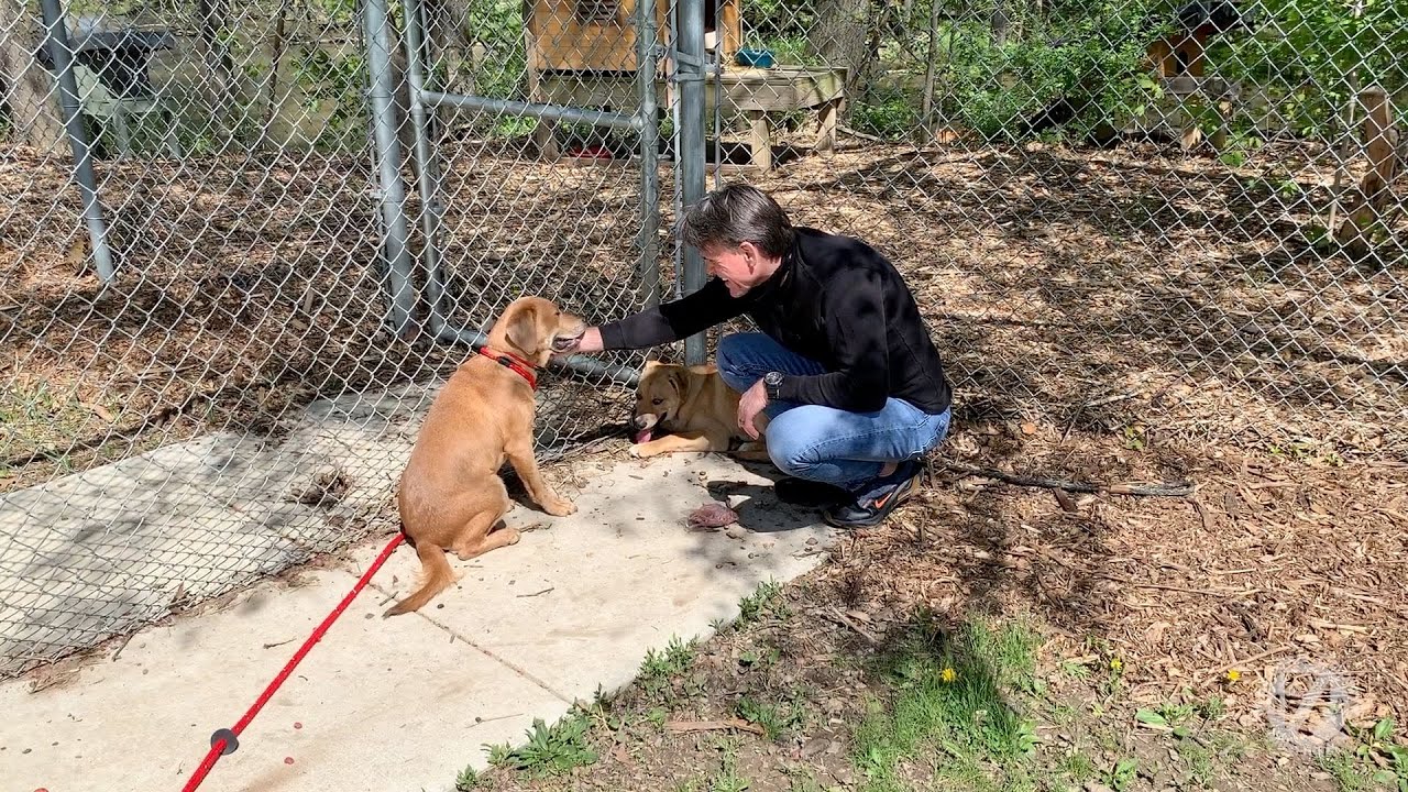 Macomb County Animal Control Update - May 2020 - YouTube