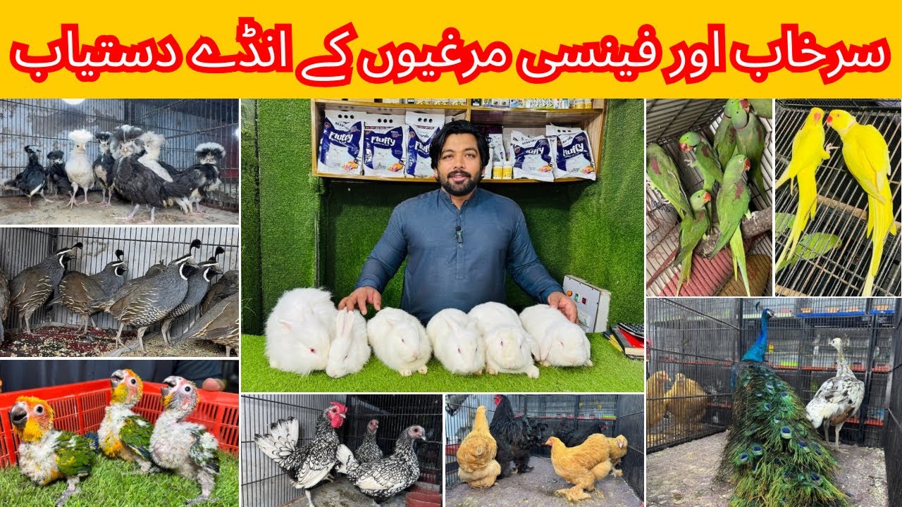 Multan Birds Market Rashadabad Birds Home Latest Update All Fancy and ...