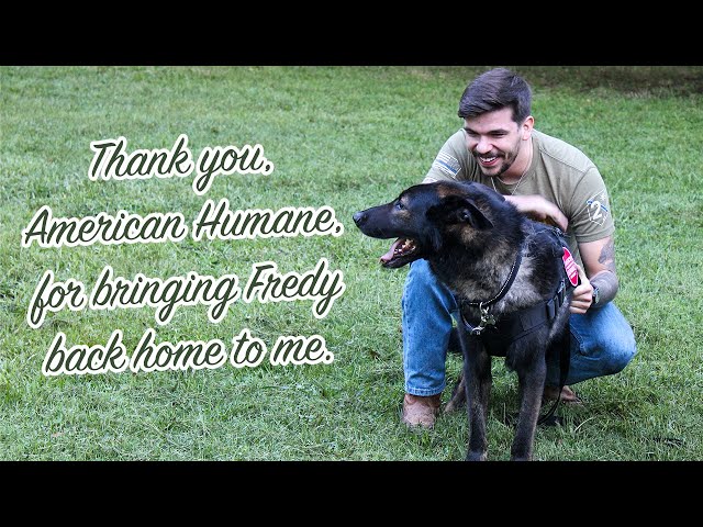 War Dog Quotes Best Books About Military Dogs – American Kennel Club