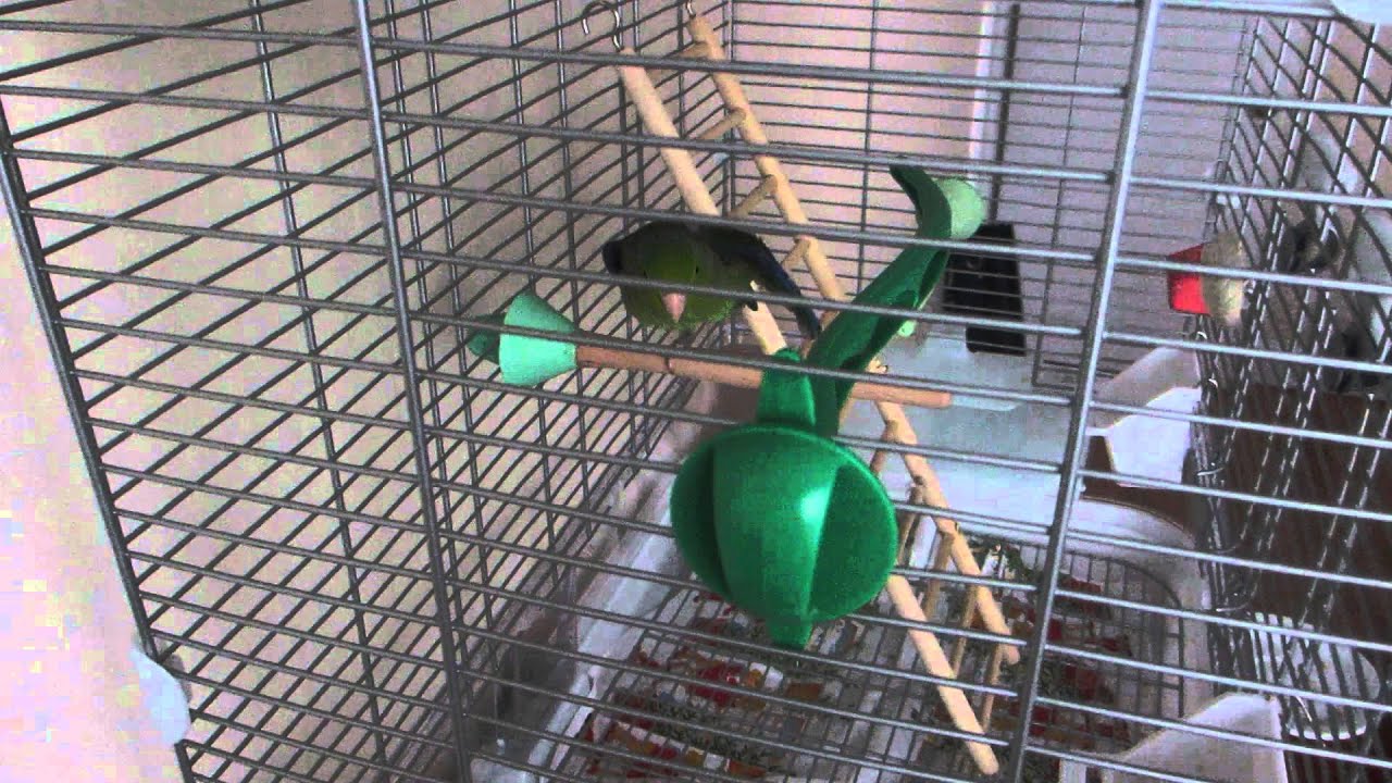 Parrotlet Stretching His Wings/Toui céleste (perruche moineau) qui s ...
