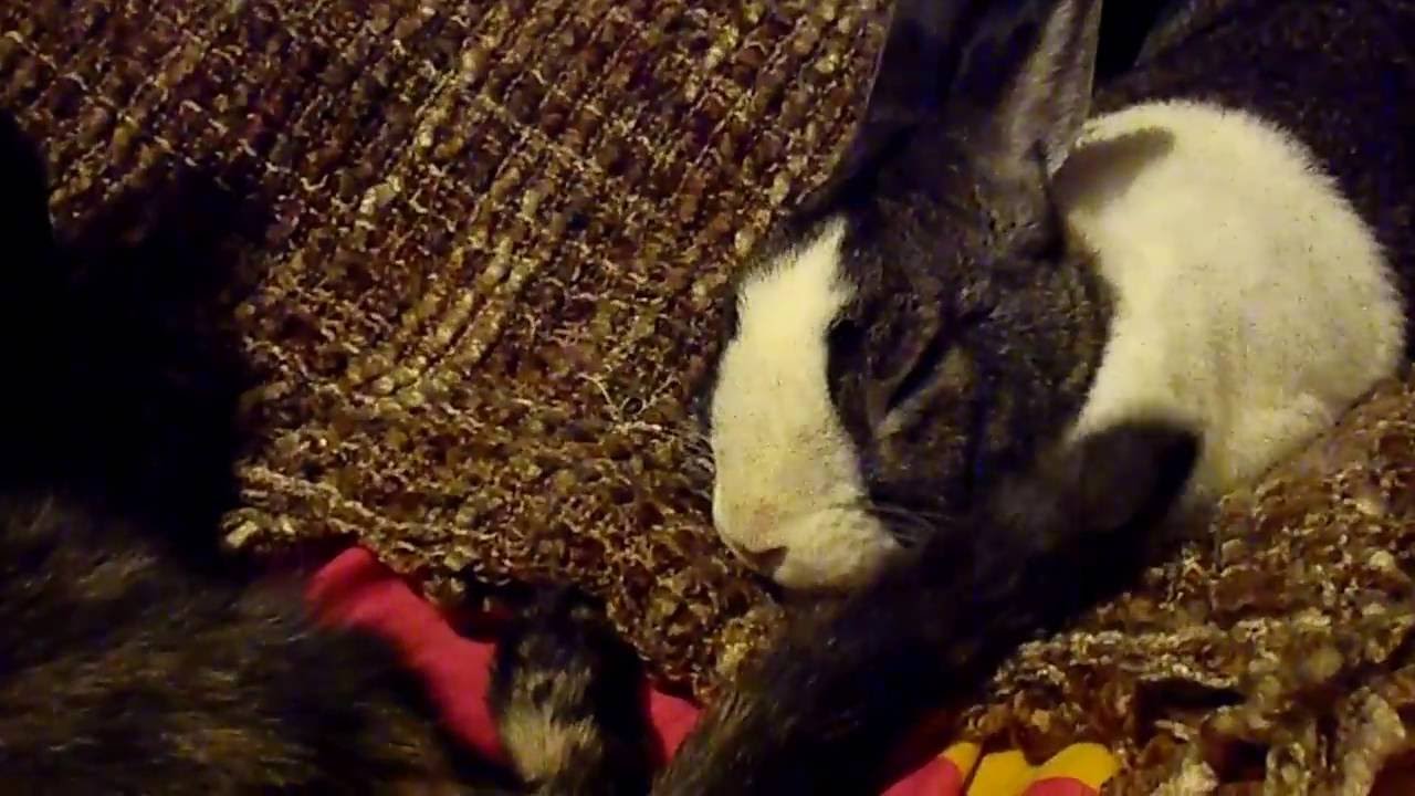 cat hitting rabbit in the face with her tail - YouTube