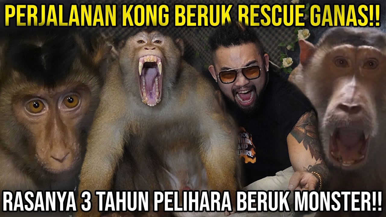 PERJALANAN KONG BERUK RESCUE GANAS!! RASANYA 3 TAHUN PELIHARA BERUK ...