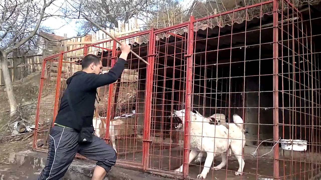 Azijati Rudnik 2 - YouTube