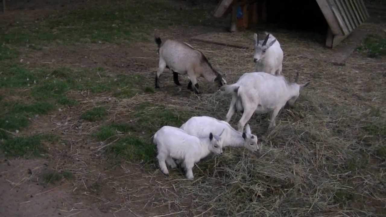 Happy Rolph's Bird Sanctuary and Petting Zoo - Port Weller, Ontario ...