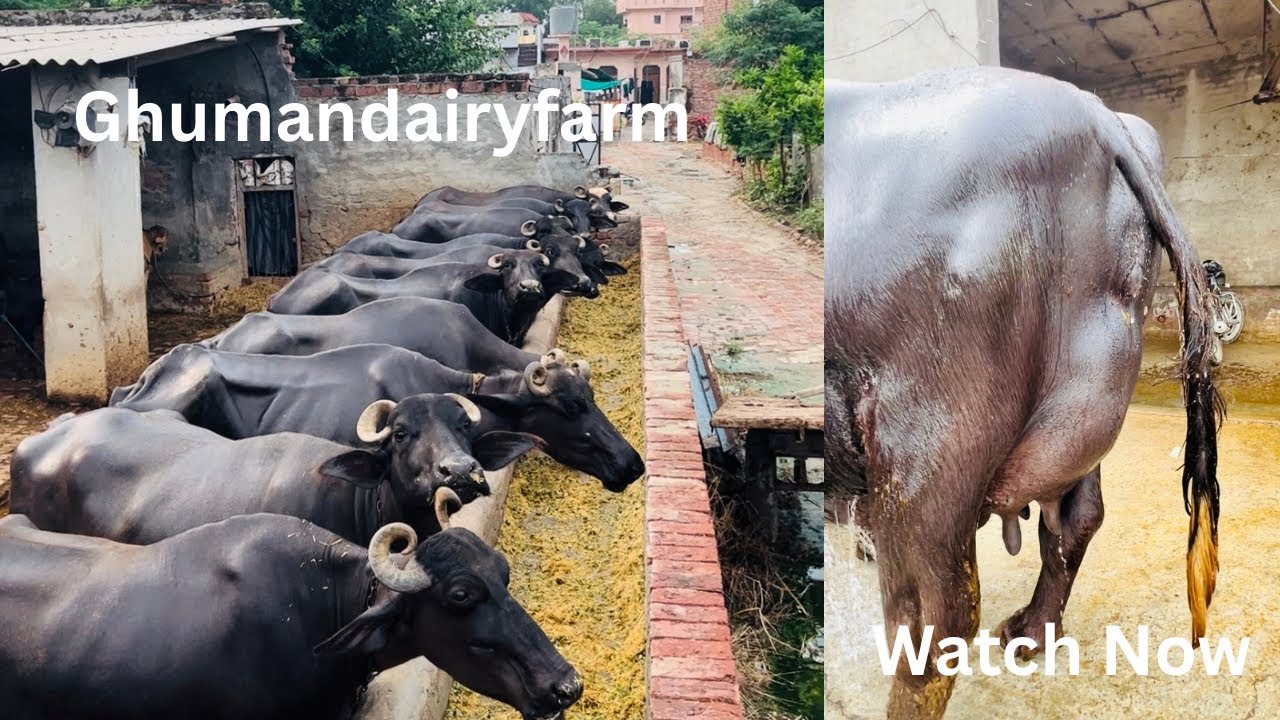 Ajj Ghuman Dairy Farm Te Bahut Kam Hoyea 💪 | Full Day !!! Ghumanfarm ...