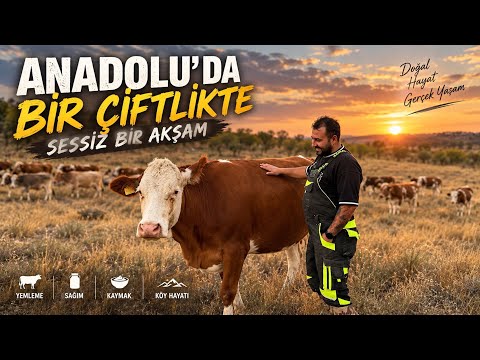 Life on an Anatolian Farm | A Quiet Evening with Our Cows 🐄