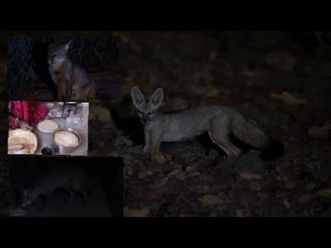 Rare 'Indian Red Fox' ROTI Khaati Hain yahaan! Jharkhand Tribal ...