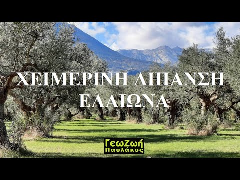 ΓΕΩΖΩΗ - ΧΕΙΜΕΡΙΝΗ ΛΙΠΑΝΣΗ ΕΛΑΙΩΝΑ - YouTube
