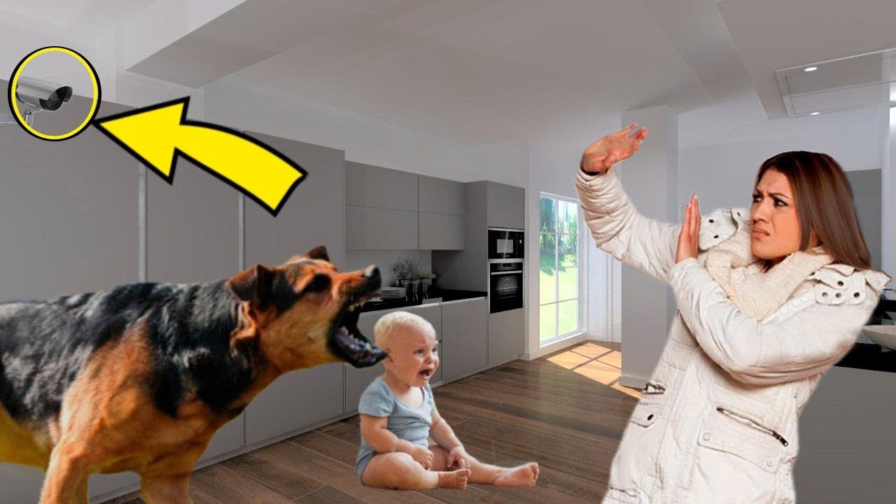 Perro Odiaba a La Niñera y Quería Morderla, Pero Cámara Escondida ...