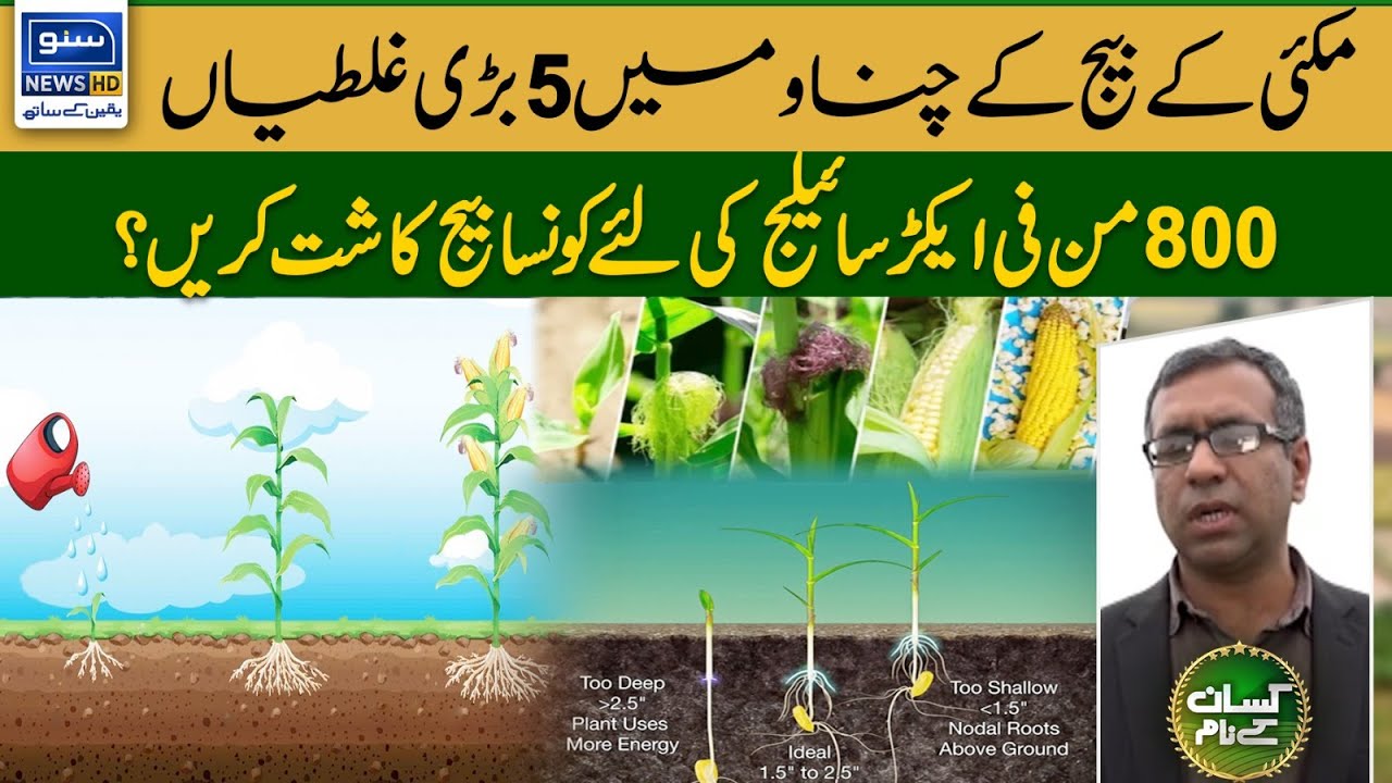 Seed selection steps to get 800 mound per acre maize yield | Kissan Kay ...