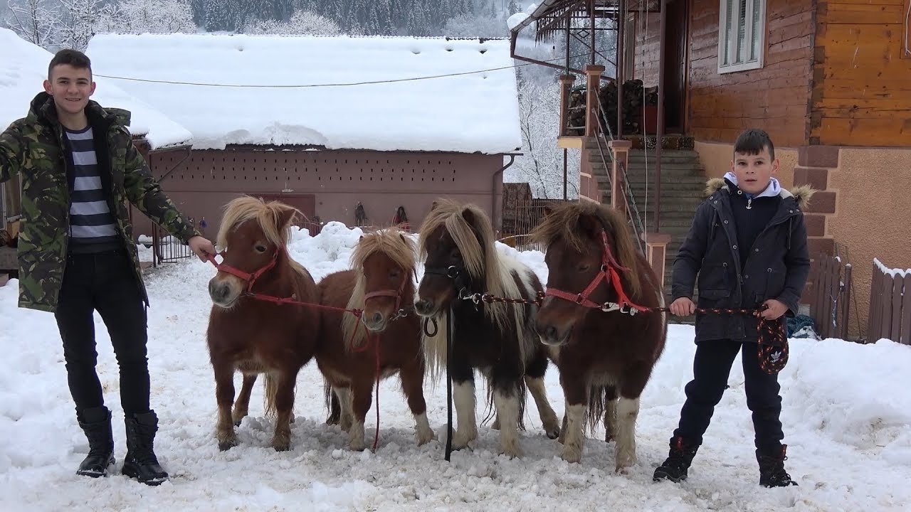 Poneii lui Calin de la Vidra, Alba -2019 - YouTube