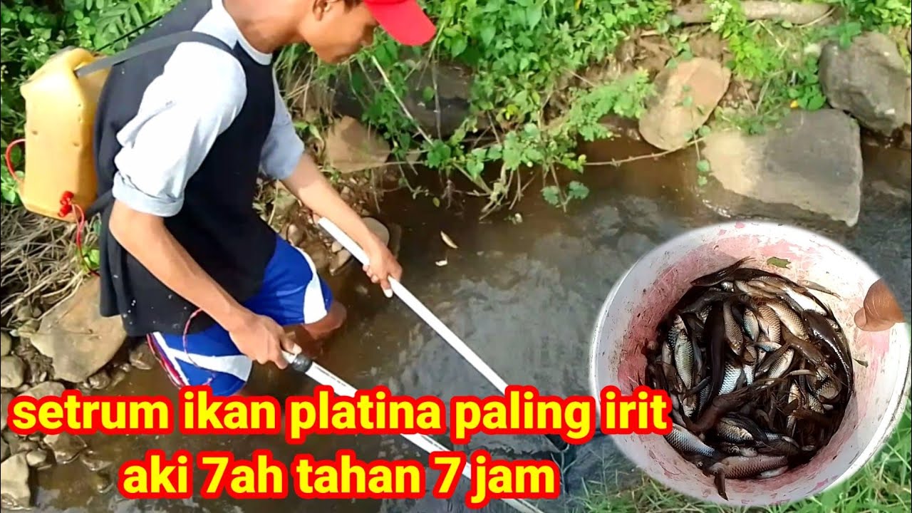 TES!!!SETRUM IKAN PLATINA type PS Semi Primer 4 sap,Sekunder 8 sap ...