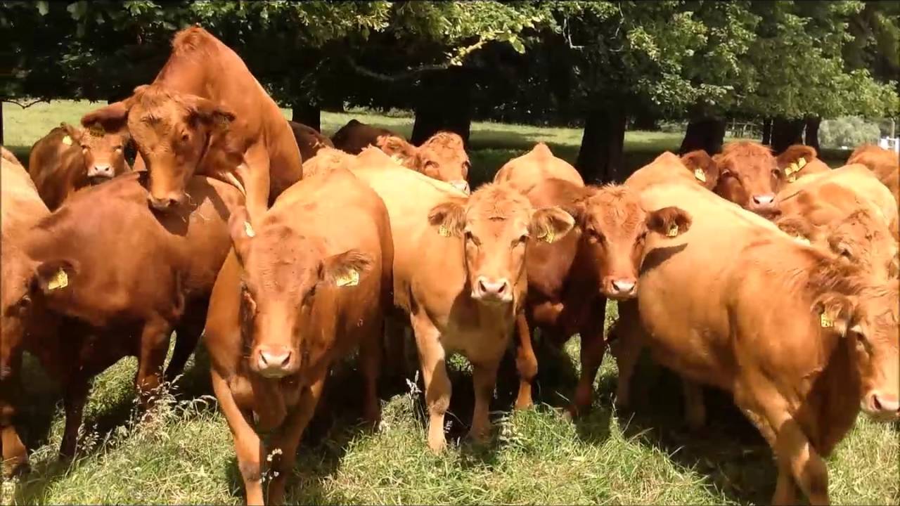 birdsall bulling heifers - YouTube