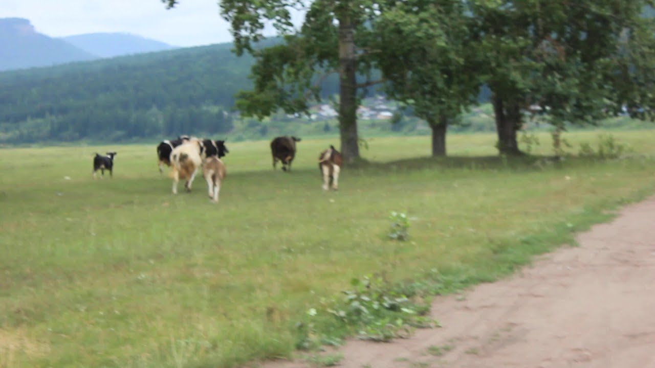 Cows Crowd Around Prancing Pony || ViralHog - YouTube