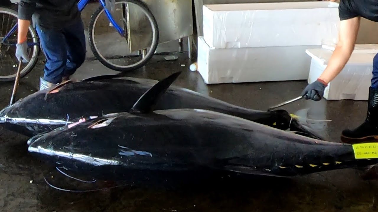 Cut Two 400kg Giant Bluefin Tuna at once - YouTube