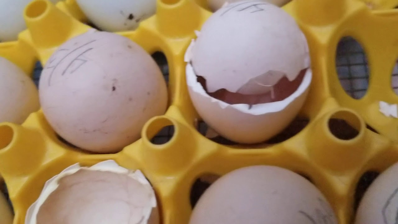 Pollitos bebes en nacimiento!! - YouTube