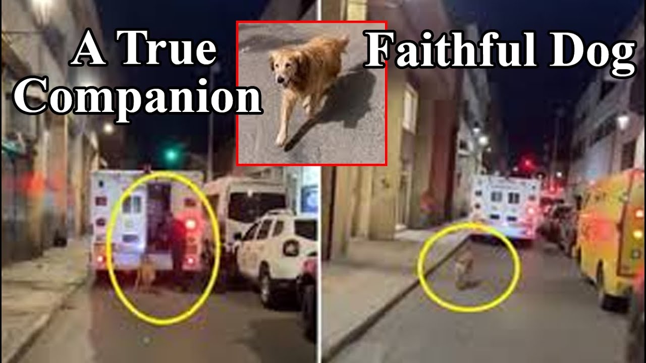 A True Companion: Faithful Dog Chases Ambulance Carrying Owner To ...