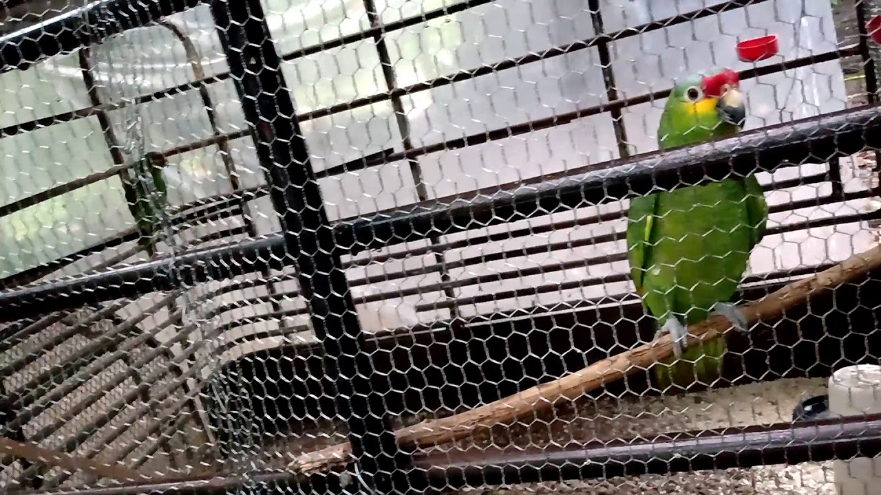 loros amazona autumnalis - YouTube