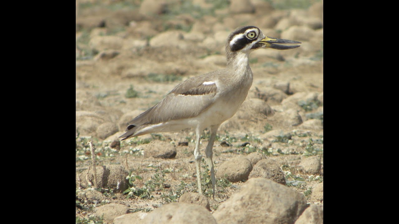 Great Thick-knee | Great Stone-curlew | Near Threatened | मोठा करवानक ...