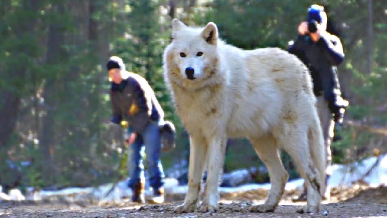 THE WOLF THAT CAME TO A CITY FOR HELP - YouTube