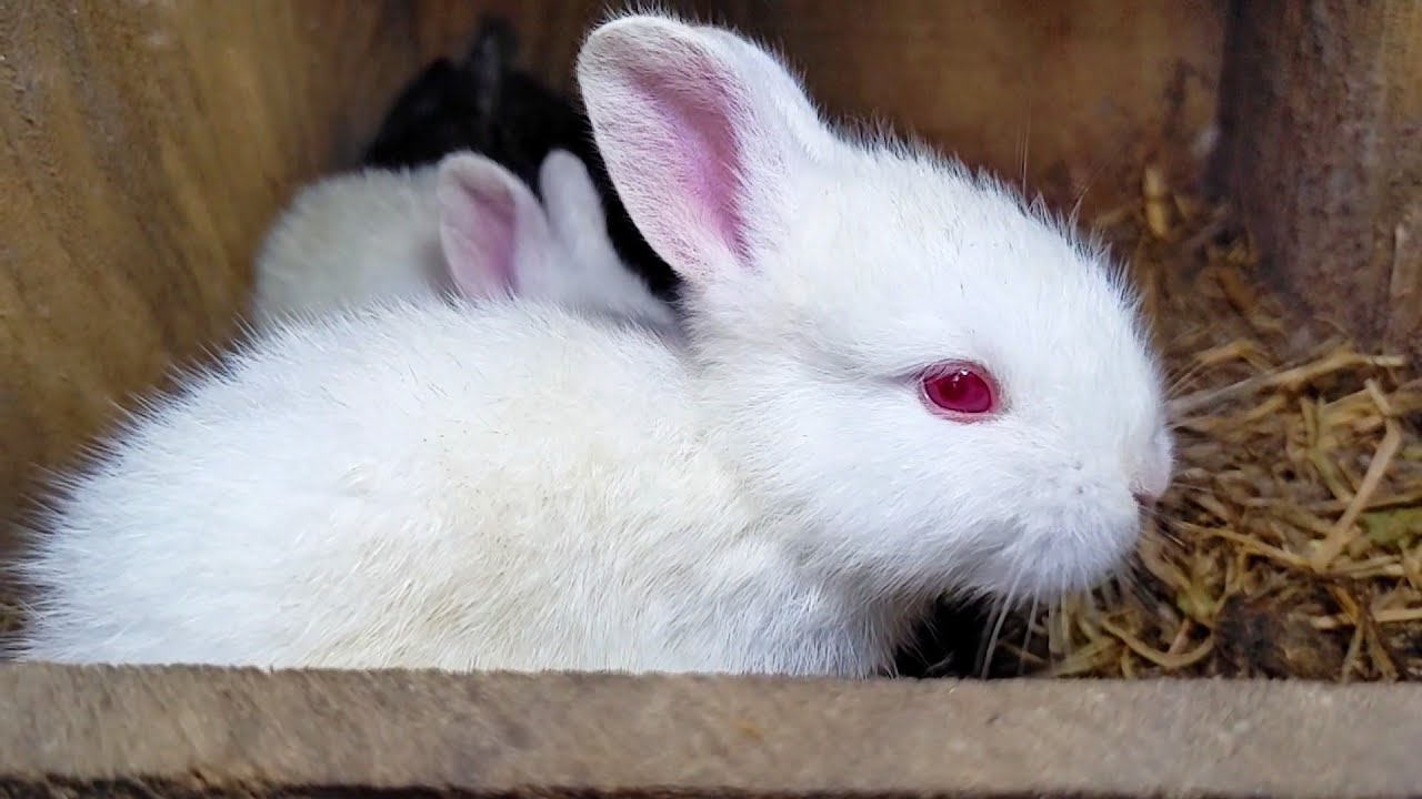 Lovely Bunnies Sounds | Rabbits relaxing Video - Cute Baby Rabbits ...