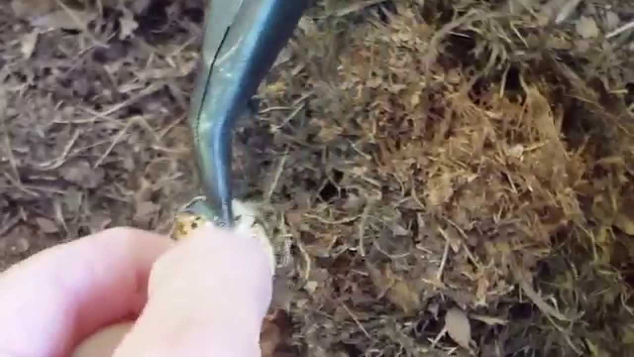 Baby snakes are finally hatching :) - YouTube