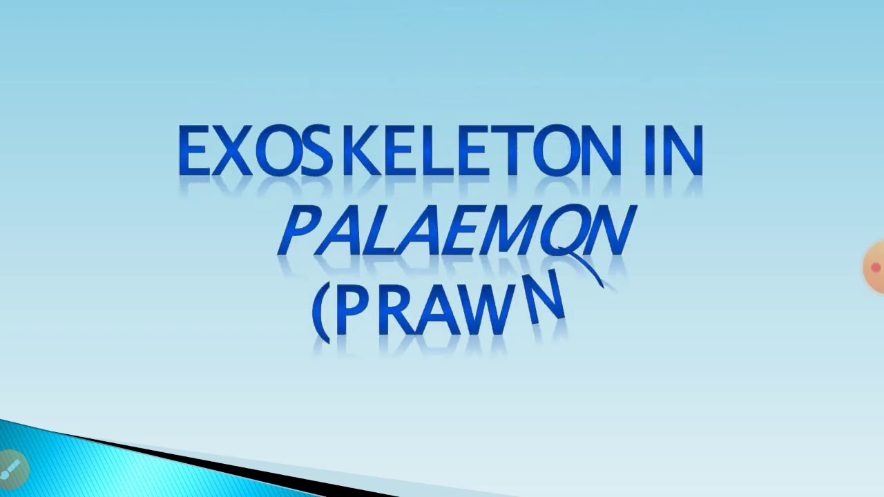 Exoskeleton in Prawn - YouTube