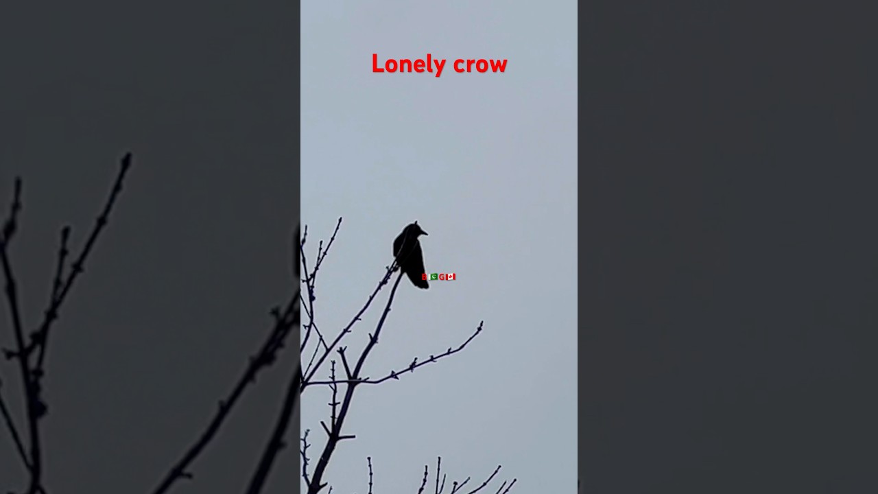 Lonely crow in cold day in Mississauga Ontario Canada - YouTube