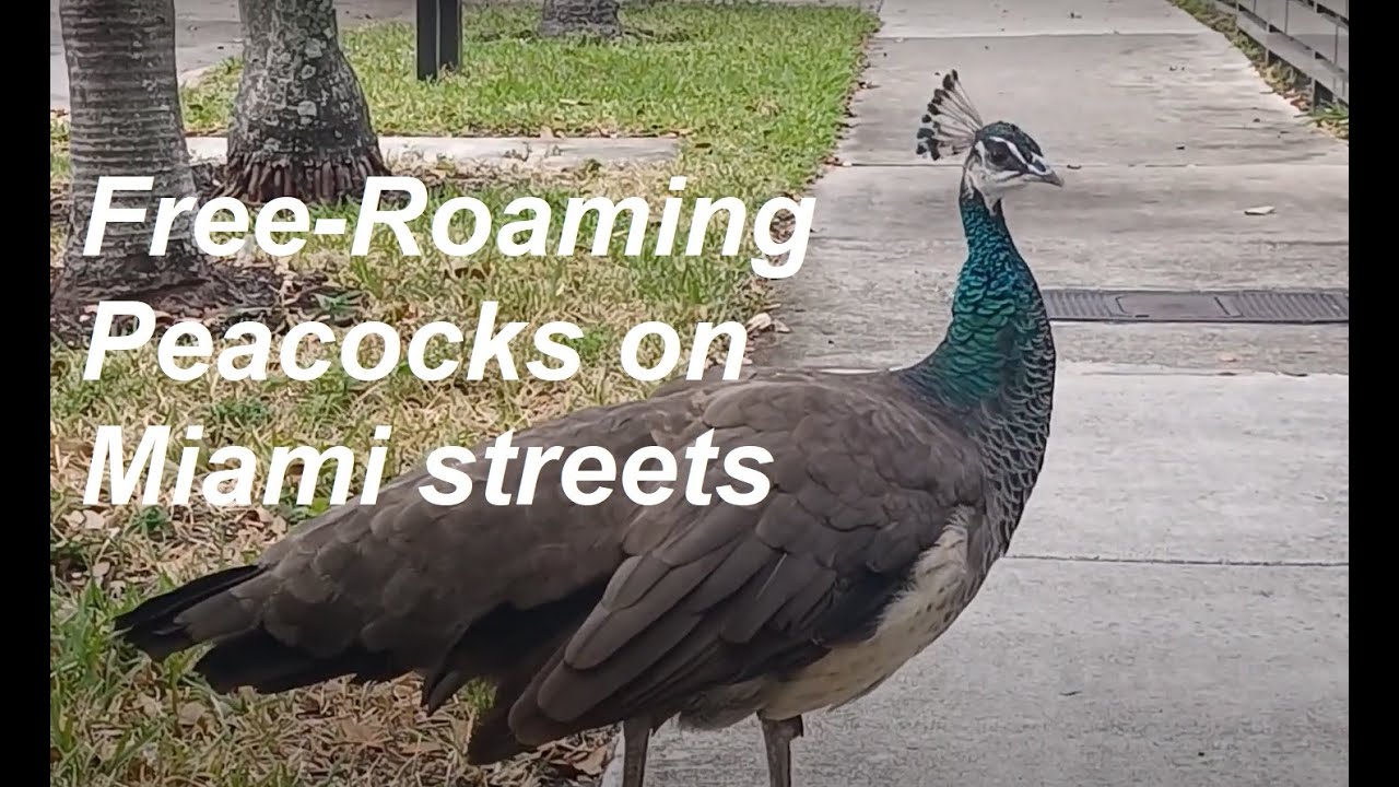 Miami streets walking random peacocks encounter | Free roaming peacocks ...