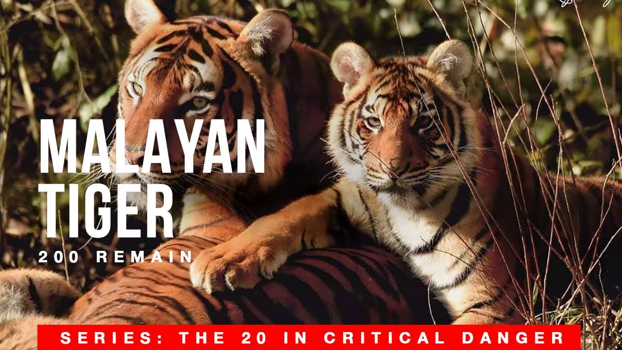 Malayan tiger, only 200 remain. 20 species in critical danger of ...