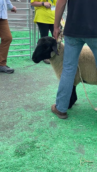 Самцы Племенные овцы бараны овцы конкурс Youtube