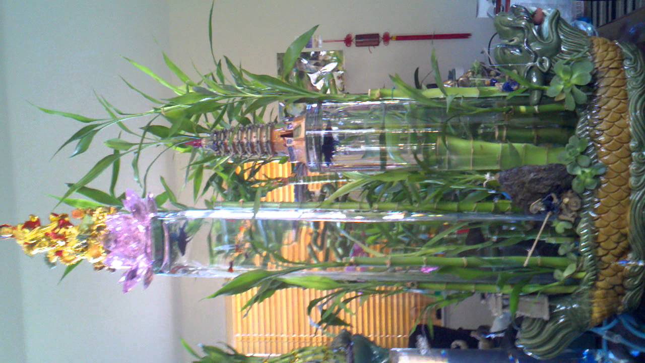 the most beautiful lucky bamboo arrangements - YouTube