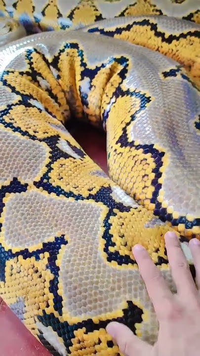 Python and the man bonding. #snake #reticulatedpython - YouTube