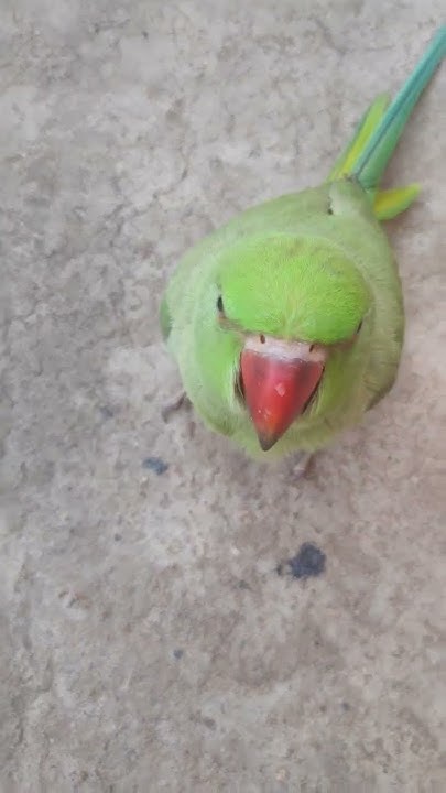 🤣🤣🤣🤣🙄🙄🙄🦠Youtube