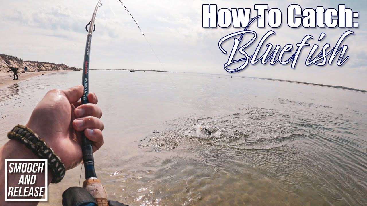 How To Catch Bluefish - PART 1 - Long Island Surf Fishing Summer - Get ...