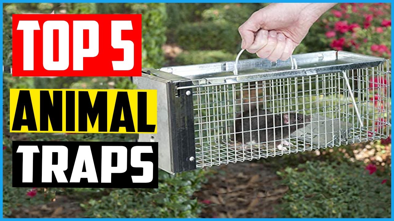 Top 5 Best Animal Traps in 2021 - YouTube