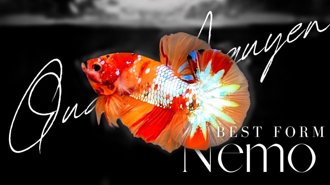Nemo Form chuẩn Star cực Chất | Betta Quang Nguyễn - YouTube