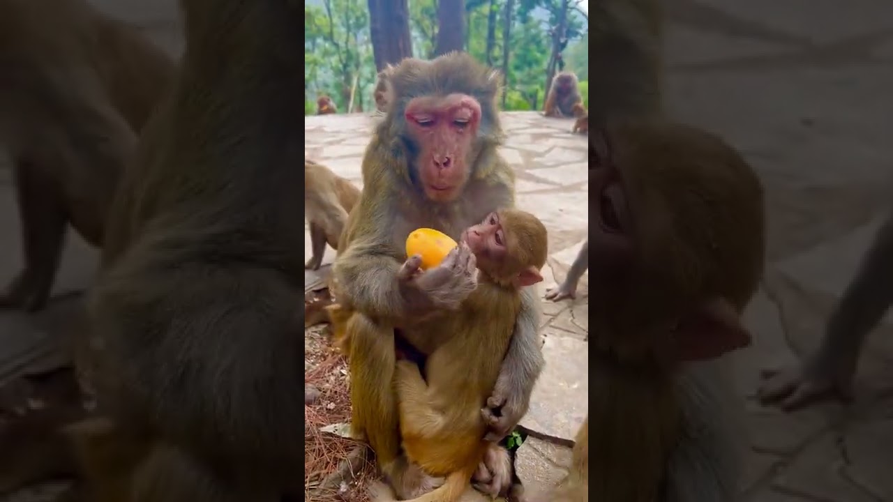 Lovely monkey Wonderful Animal World, wonderful collection of Animal ...