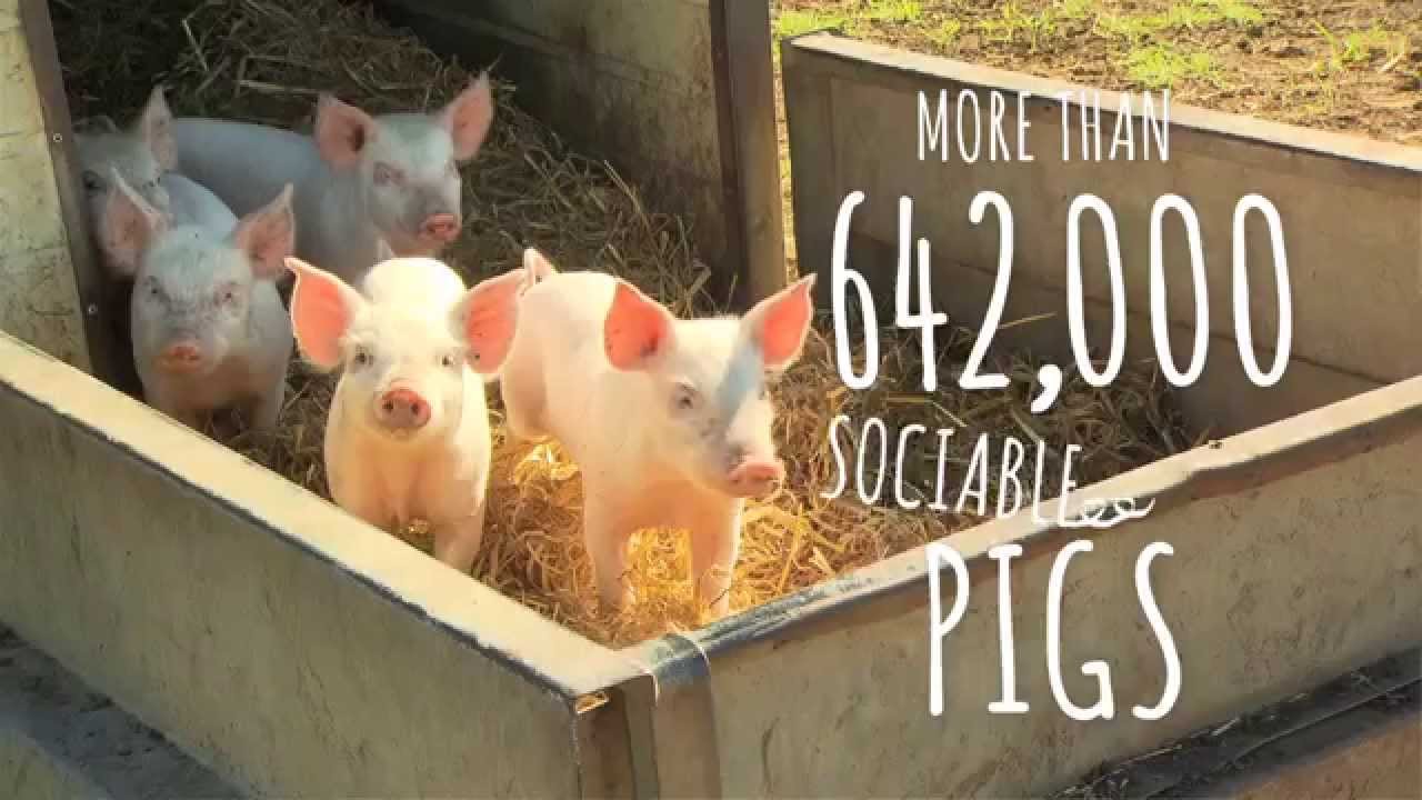 RSPCA Approved Farming – giving farm animals a better quality of life ...
