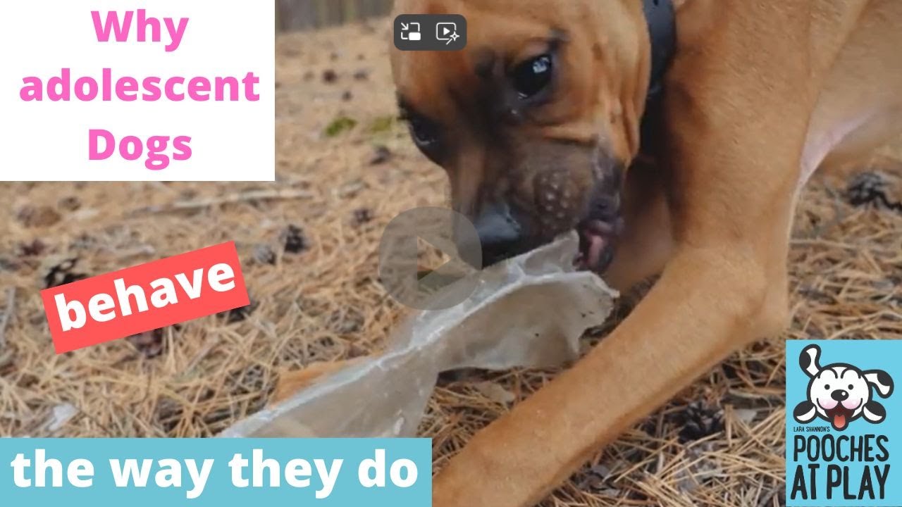 Why adolescent dogs behave the way they do! - YouTube