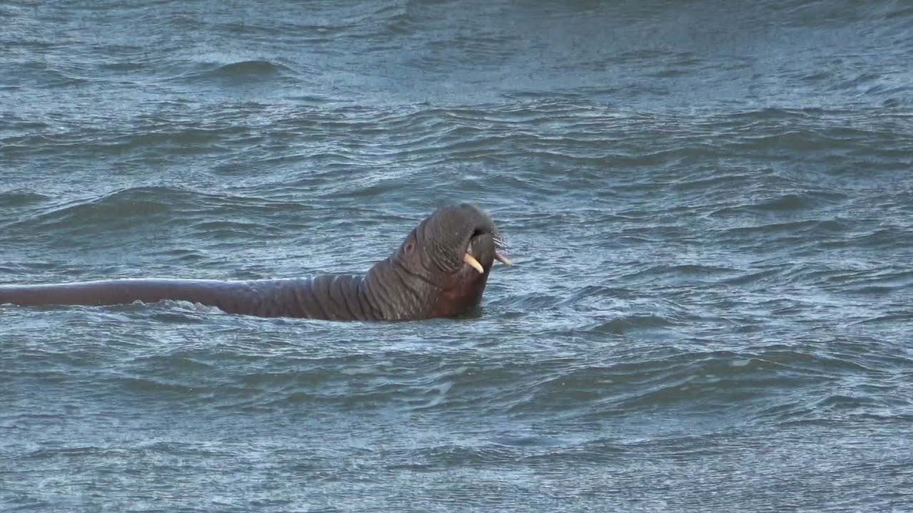 Rare sighting of walrus off Den Helder (the Netherlands) - YouTube