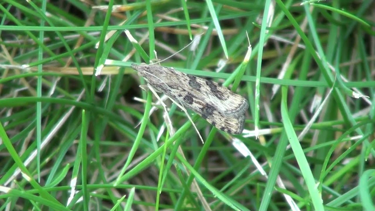 Crambid Moth (Crambidae: Nomophilia nearctica) on Grass - YouTube
