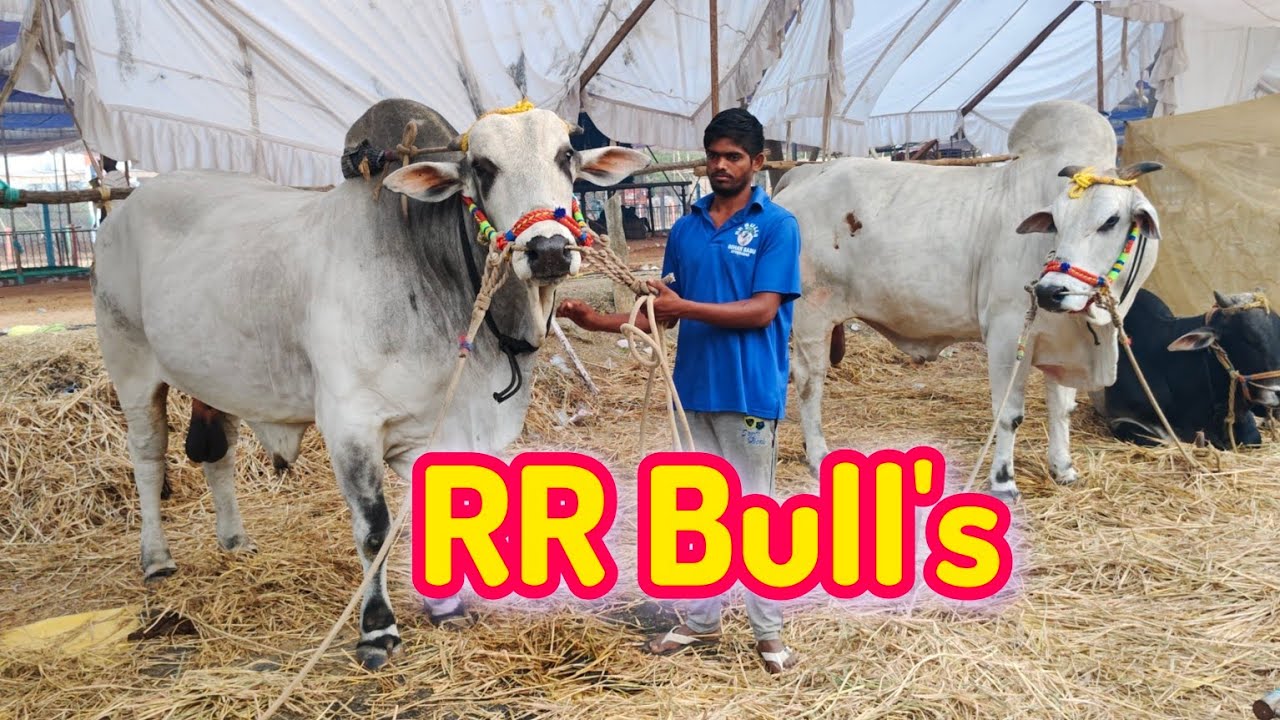 RR Bull's D Rohan Babu gari junior Bull's Hyderabad at Mellachervu ...