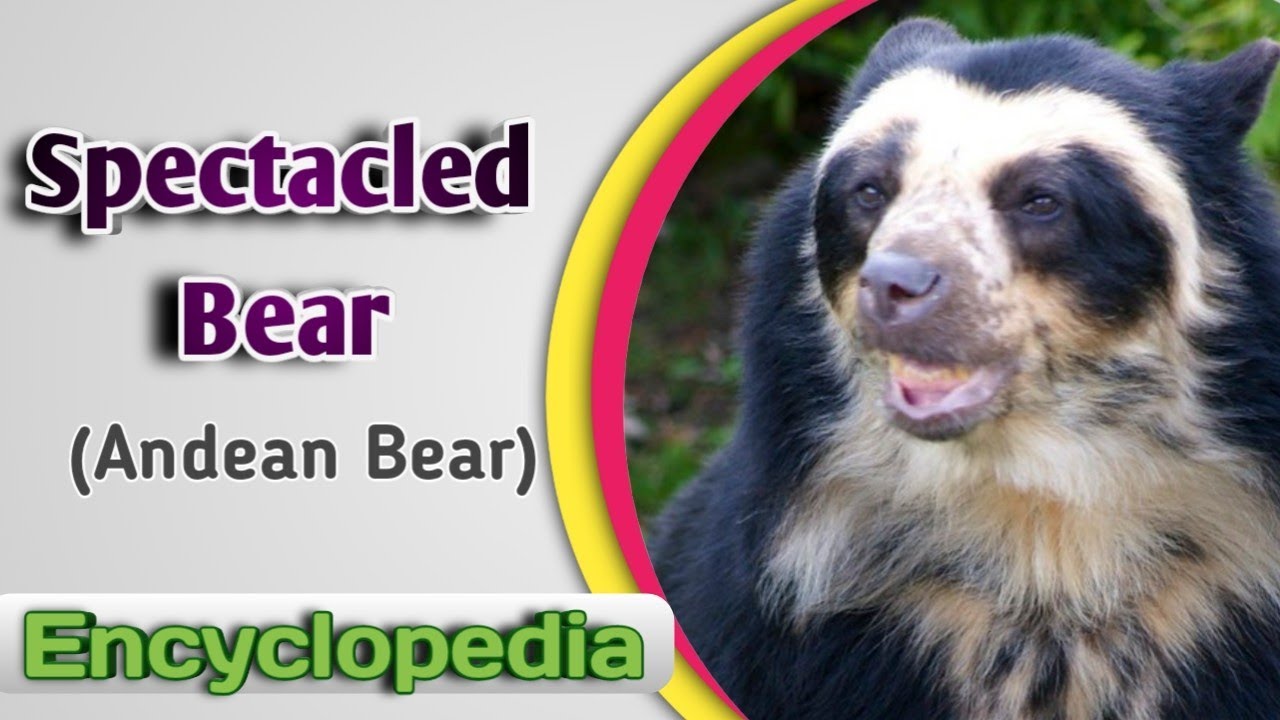 Spectacled Bear (Andean Bear) - Audio / Video Encyclopedia - YouTube