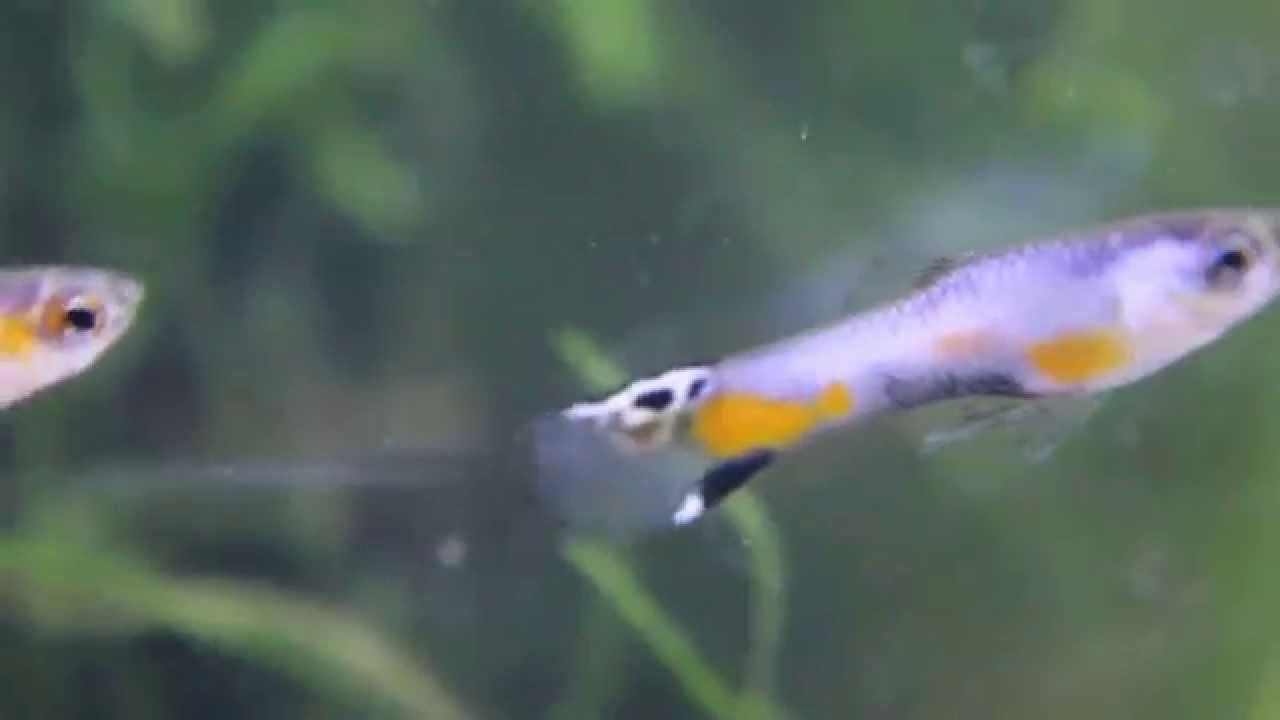 Blue Star endlers - Poecilia wingei - YouTube