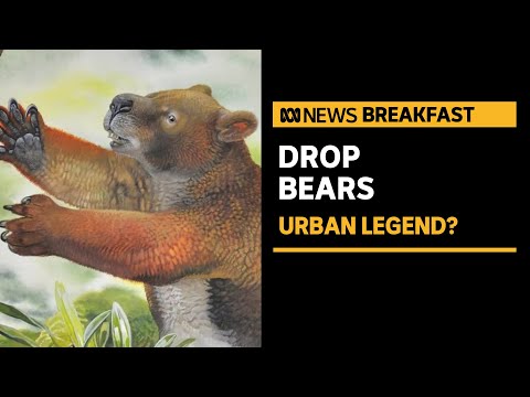Drop bears: Urban legend, or is there truth behind the tales? | ABC ...