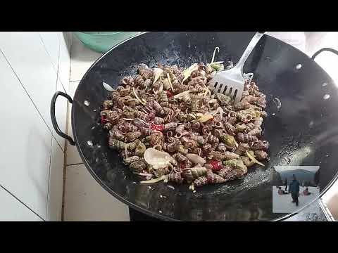 Cerithidea obtusa (tekuyung) - YouTube